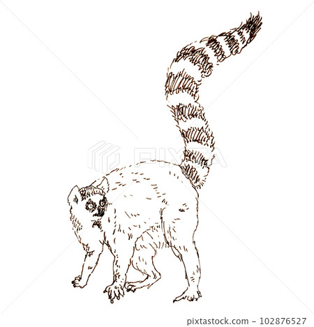 Full body lemur pen drawing - Stock Illustration [102876527] - PIXTA