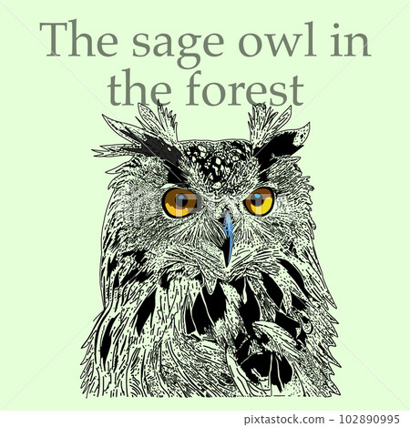 Forest sage owl - Stock Illustration [102890995] - PIXTA