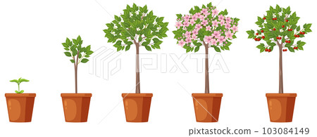 Stages of Cherry Tree Growth Vector - Stock Illustration [103084149 ...