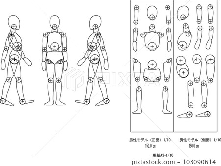 Male height 150cm - Stock Illustration [103090614] - PIXTA