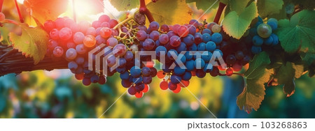 Close up of clusters of grapes hanging from... - Stock Illustration ...