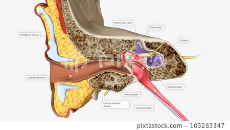 Ear Cross Section Diagram Your Ears Are Whispering