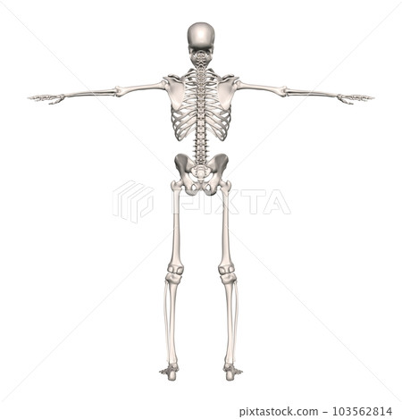 Male full body skeleton diagram, model 1, from... - Stock Illustration ...