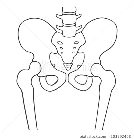 Illustration of a simple pelvis - Stock Illustration [103592498] - PIXTA