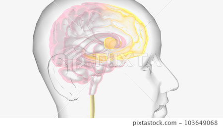 Reward Pathway in the Brain - Stock Illustration [103649068] - PIXTA