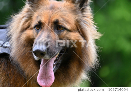 German Shepherd Smiling