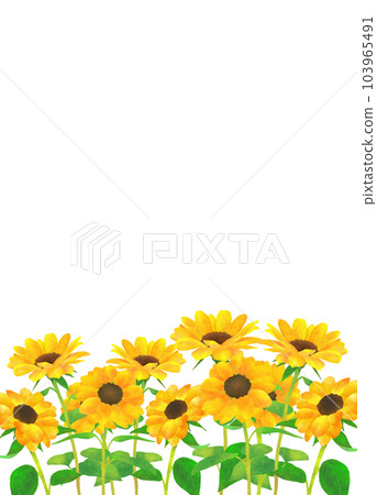 Sunflower field horizontal frame - Stock Illustration [103965491] - PIXTA
