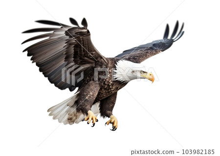 Spread Drawing Eagle Bird Majestic Flying Eagle With Spread Wings For