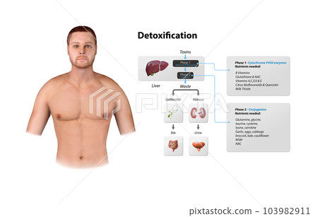 Toxins, liver. Process of Detoxification and... - Stock Illustration ...