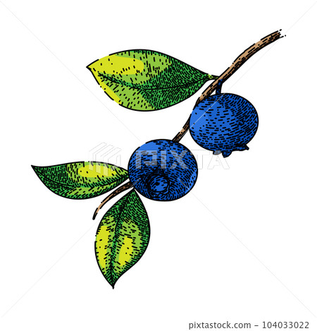 blueberry blue fresh sketch hand drawn vector - Stock Illustration ...