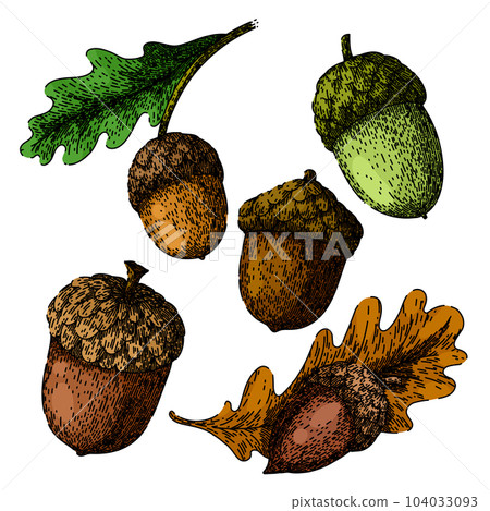 acorn nut set sketch hand drawn vector - Stock Illustration [104033093 ...