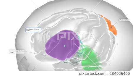 This reduced volume of the prefrontal cortex...-插圖素材 [104036400] - PIXTA圖庫