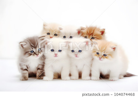 seven kittens - Stock Illustration [104074468] - PIXTA