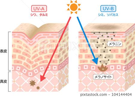 Ultraviolet rays The difference between UV-A... - Stock Illustration ...