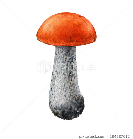 Orange cap boletus painted illustration.... - Stock Illustration ...