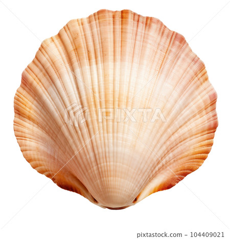 Small sea shell isolated. Illustration AI... - Stock Illustration ...