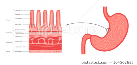 Mucous membrane structure - Stock Illustration [104502635] - PIXTA