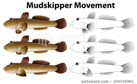 Mudskipper Fish Drawing Mudskipper Stock Illustration | Adobe Stock
