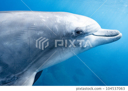 Dolphin Eyes Indus River Dolphin | NOAA Fisheries