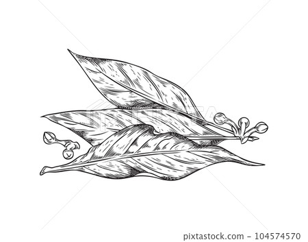 Bay leaf with corns, pepper vector hand drawn... - Stock Illustration ...