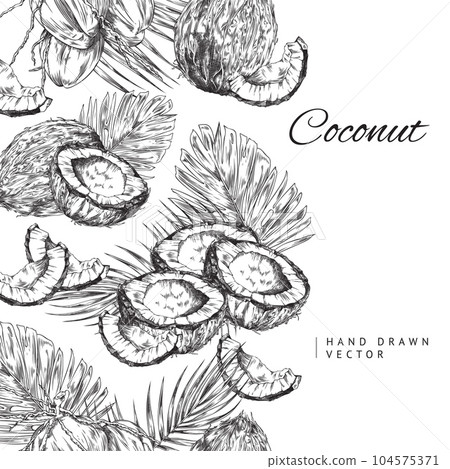 Coconuts border seamless vertical design,... - Stock Illustration ...