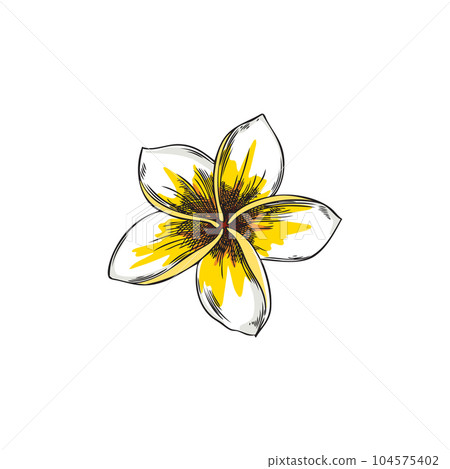 Coconut palm blooming flower icon hand drawn... - Stock Illustration ...