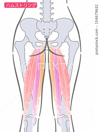 women's hamstrings - Stock Illustration [104679682] - PIXTA