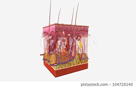 Three layers of tissue make up the skin:... - Stock Illustration ...