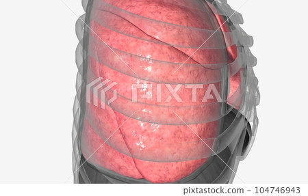 The lungs are a pair of sponge-like, expandable... - Stock Illustration ...