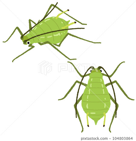 Illustration of aphids - Stock Illustration [104803864] - PIXTA