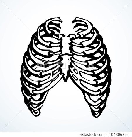 Vector drawing. Thorax and ribs - Stock Illustration [104806894] - PIXTA