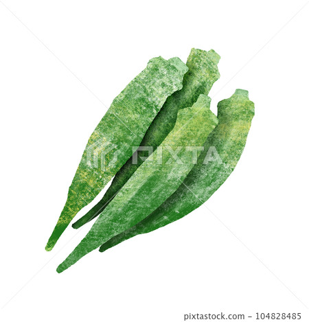 okra hand drawn illustration - Stock Illustration [104828485] - PIXTA