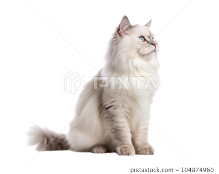 Cute Ragdoll cat isolated on transparent... - Stock Illustration ...