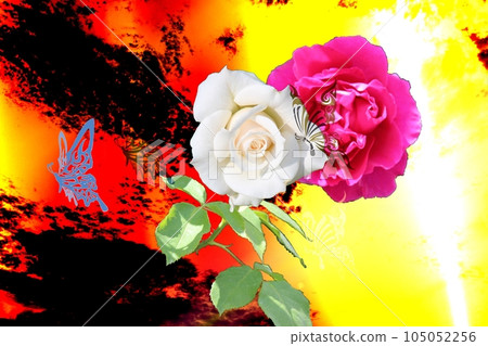 Burning pink rose - Stock Illustration [105052256] - PIXTA