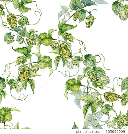 Hop vine, plant humulus watercolor seamless... - Stock Illustration [105099009] - PIXTA