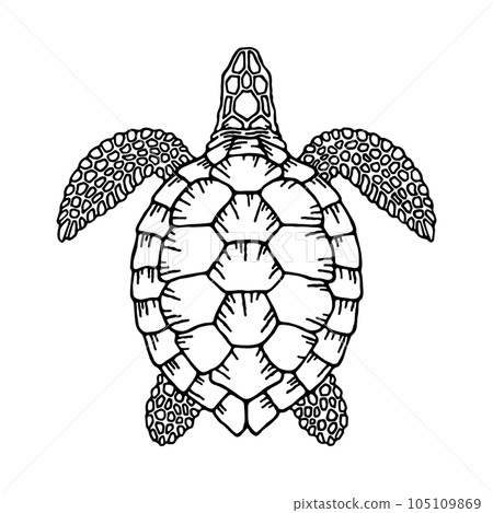 Turtle Shell Logo