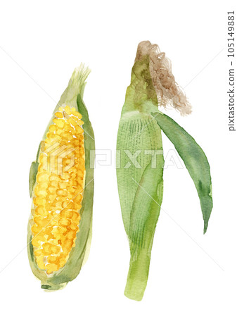 Corn hand-painted watercolor illustration - Stock Illustration ...