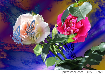 Contrast and red roses - Stock Illustration [105197760] - PIXTA