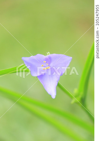 Purple Flower With Three Petals | Best Flower Site