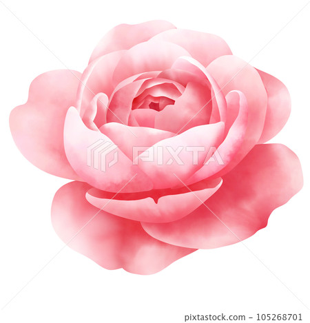 ping rose watercolor illustration - Stock Illustration [105268701] - PIXTA