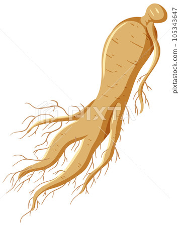 Ginseng Plant Flat Design Vector - Stock Illustration [105343647] - PIXTA