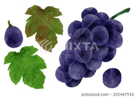 Illustration of grapes, hand-painted,... - Stock Illustration ...