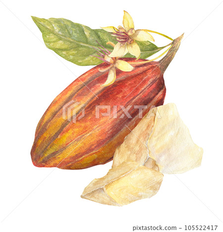 Watercolor illustration of red cocoa fruit with... - Stock Illustration ...