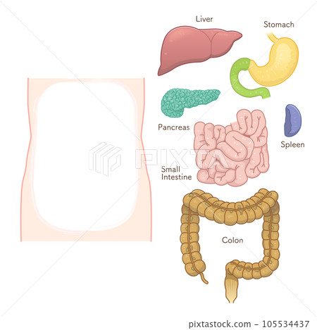 colon・mall intestine・liver・stomach・spleen・pancreas - Stock Illustration ...