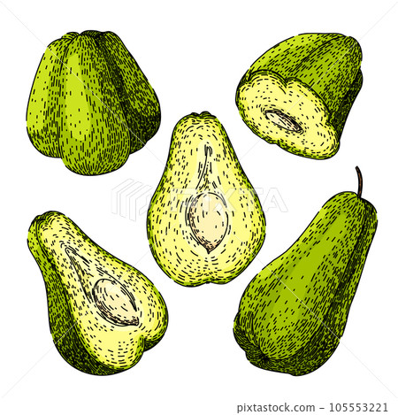 chayote healthy set sketch hand drawn vector - Stock Illustration ...