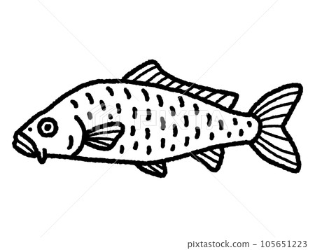 Carp, carp, fish, line drawing - Stock Illustration [105651223] - PIXTA