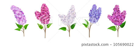 Lilac or Syringa Flowers with Showy Aromatic... - Stock Illustration ...