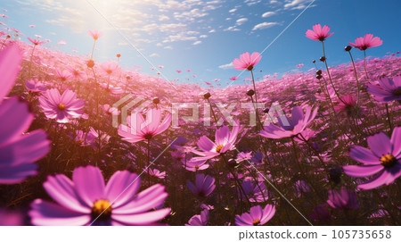 Sky and beautiful cosmos field - Stock Illustration [105735658] - PIXTA