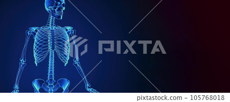 Human skeleton in lamp light, blue background.... - Stock Illustration ...