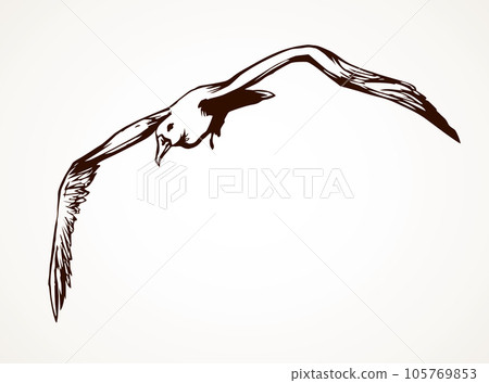 Seagull in flight. Vector drawing-插圖素材 [105769853] - PIXTA圖庫